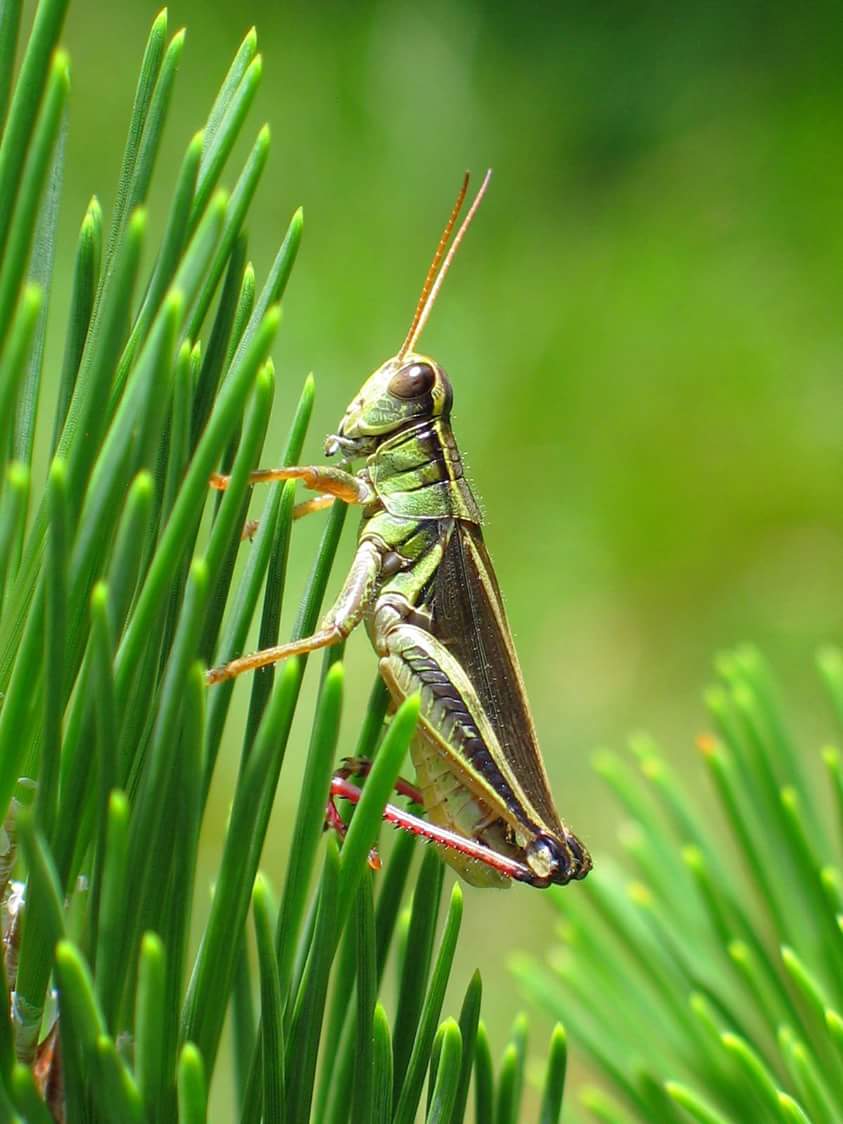 2017 Photo Contest Winners | Bug Week 2023