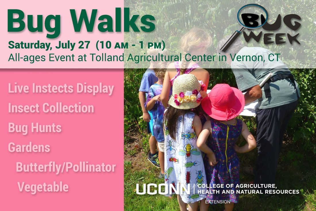 Home | Bug Week 2019 (July 21-27th)