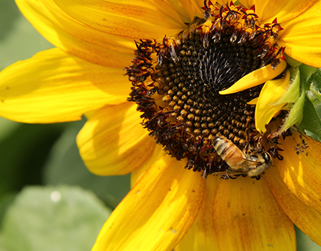 2019 Bug Week Programs | Bug Week 2019 (July 21-27th)