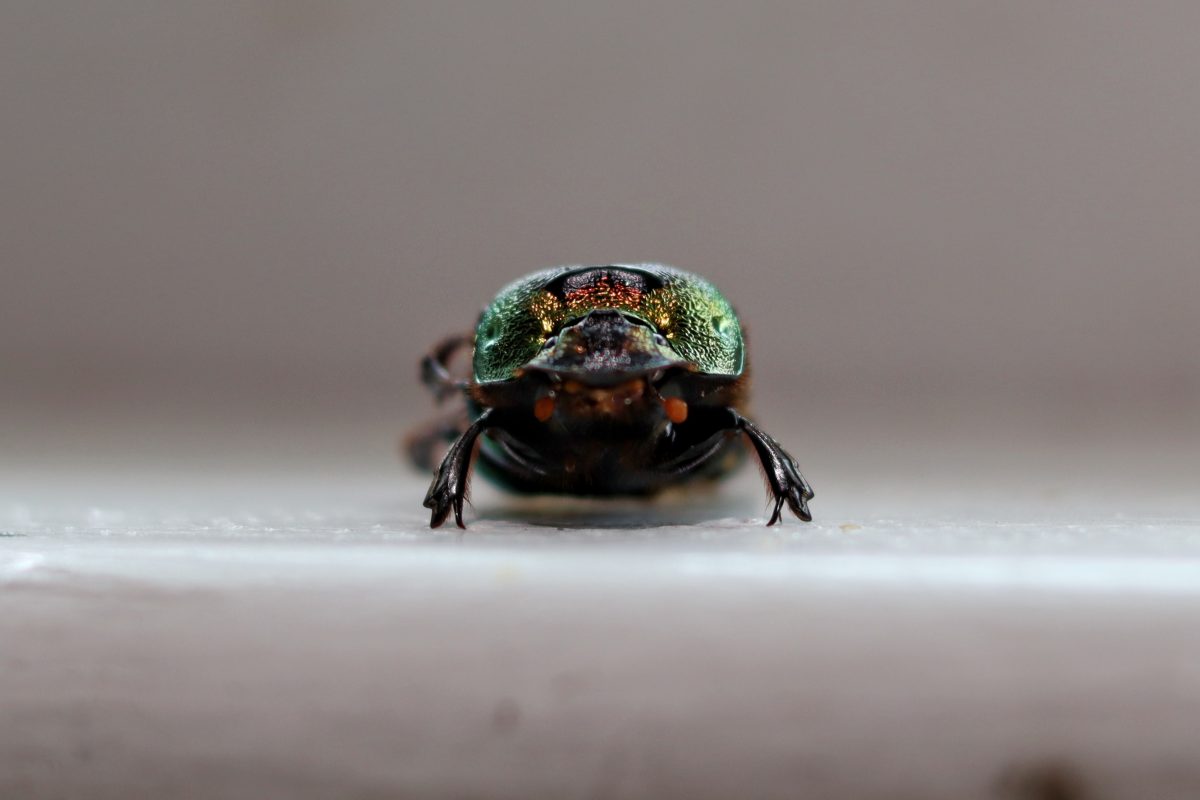 Close up with the Rainbow Scarab | Bug Week 2023