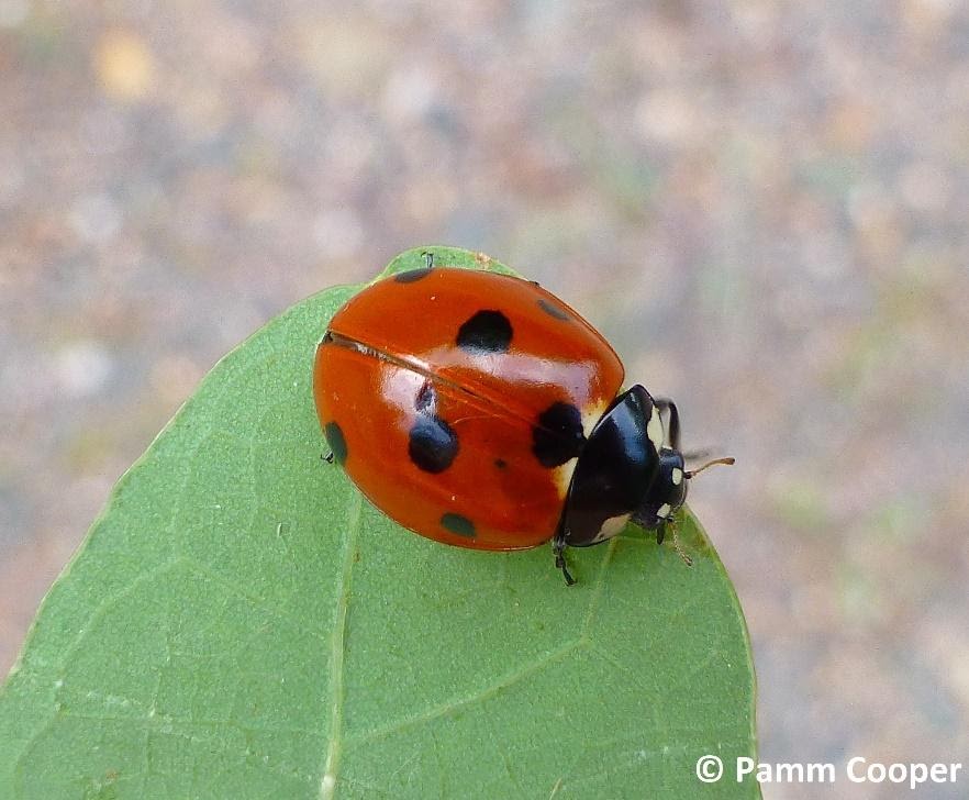 The Lady Bug Story | Bug Week 2023