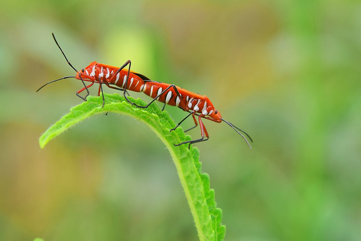 Bug Week Photo Contest 2022 Winners! | Bug Week 2023